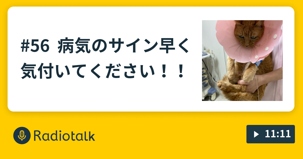 #56 病気のサイン⁈早く気付いてください！！ - 猫のラジオ 365日目が最終回！？ - Radiotalk(ラジオトーク)